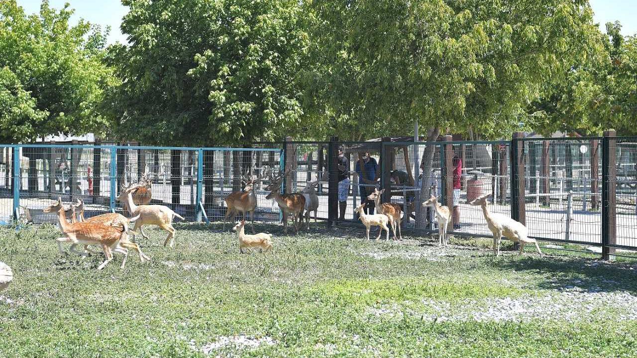 Turkish Tourism News | Kayseri Zoo Opened for Free Visits on May 19